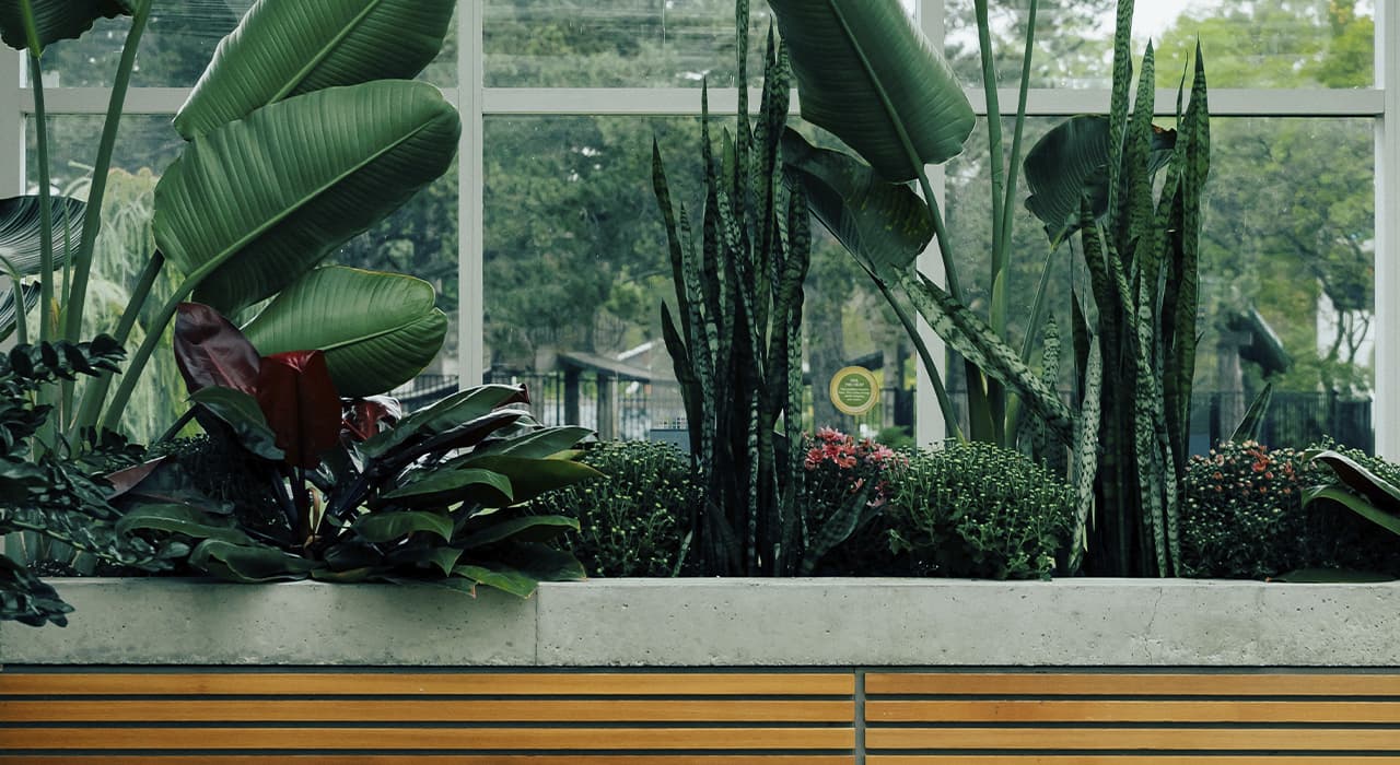 History of the development of botany - VisGardens-Alt