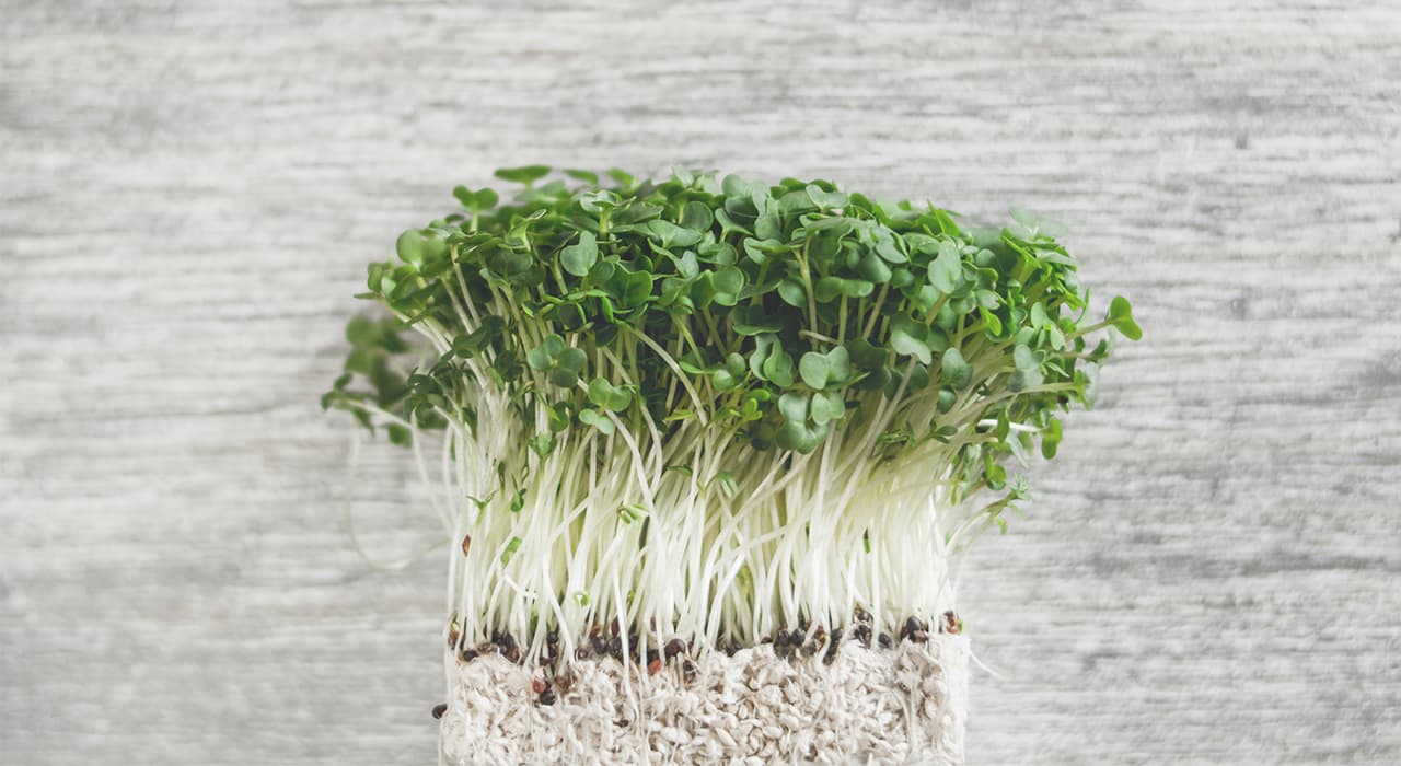 Propagation of plants - VisGardens-Alt