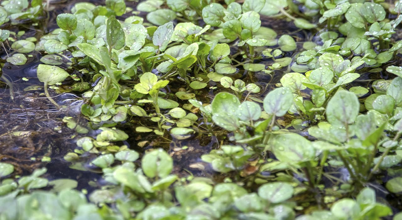 Morphology as a science - VisGardens-Alt