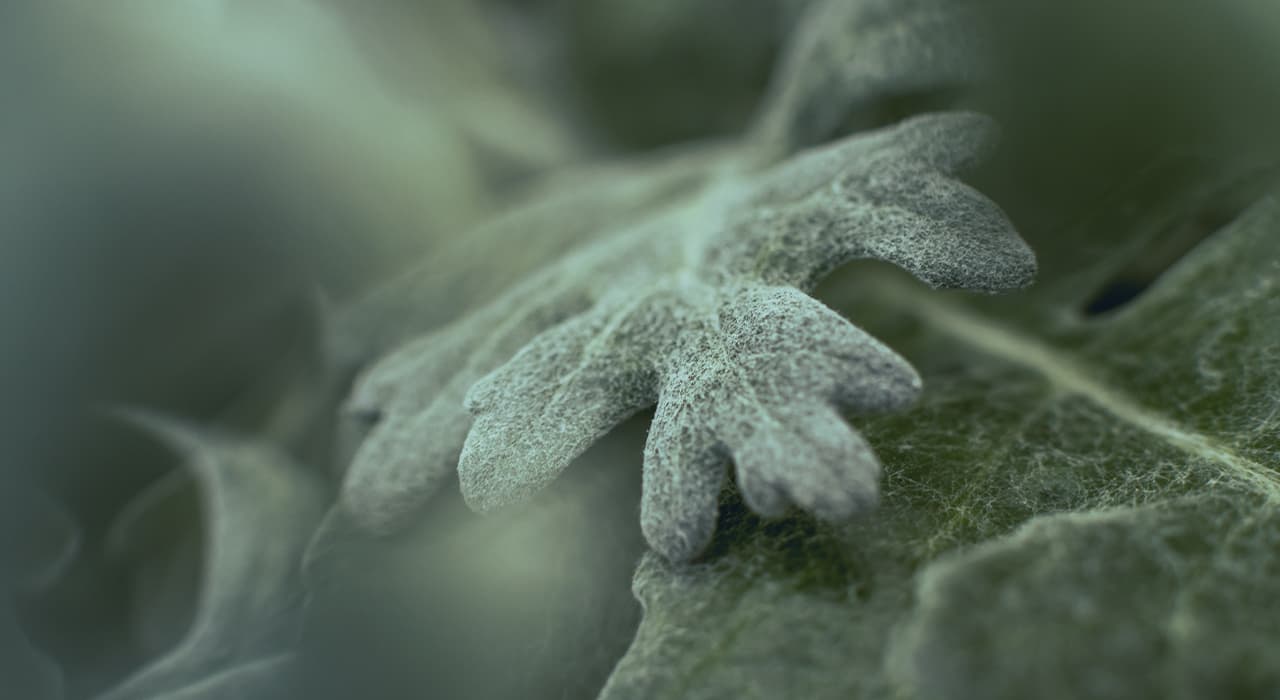 Cellular theory - VisGardens-Alt