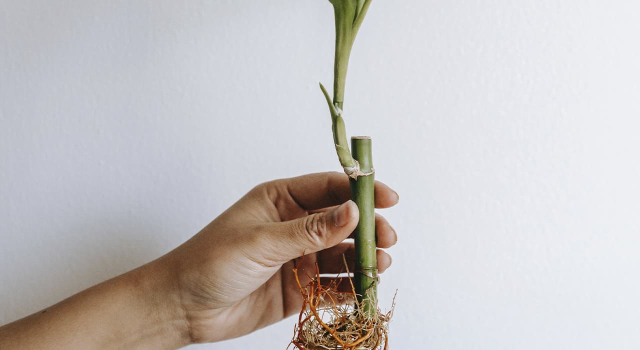 Structure of the skeleton: the stem and its functions - VisGardens-Alt